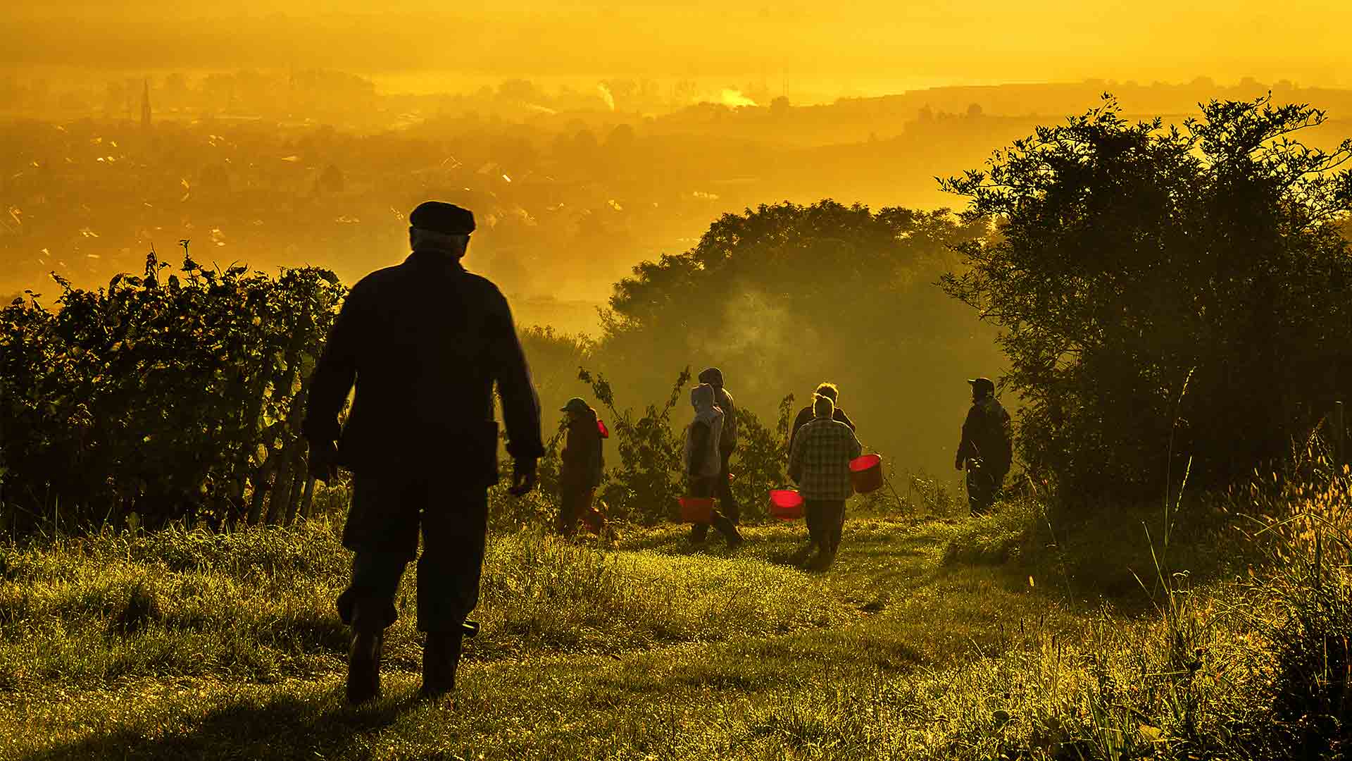 Harvest Wine Safety - Airgas Thinks